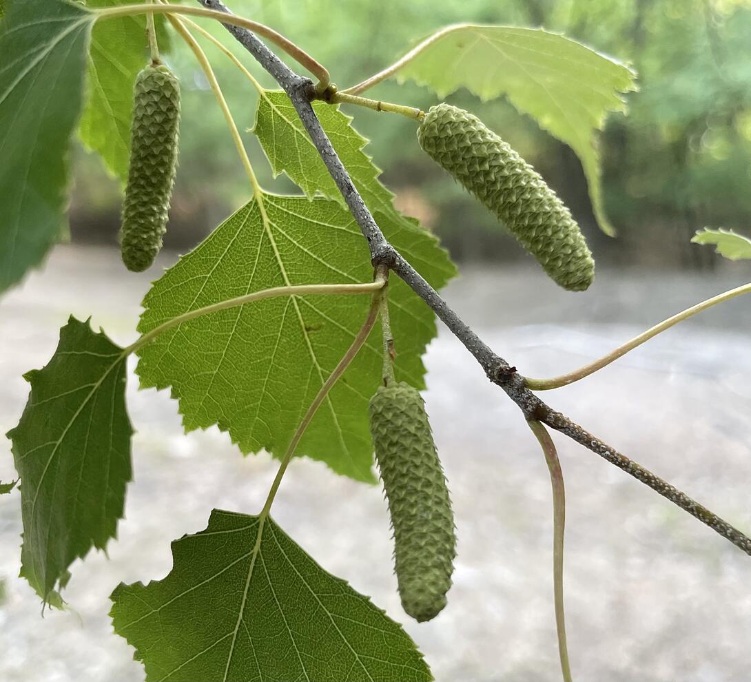 Grey Birch | CMP Tree Selection Tool